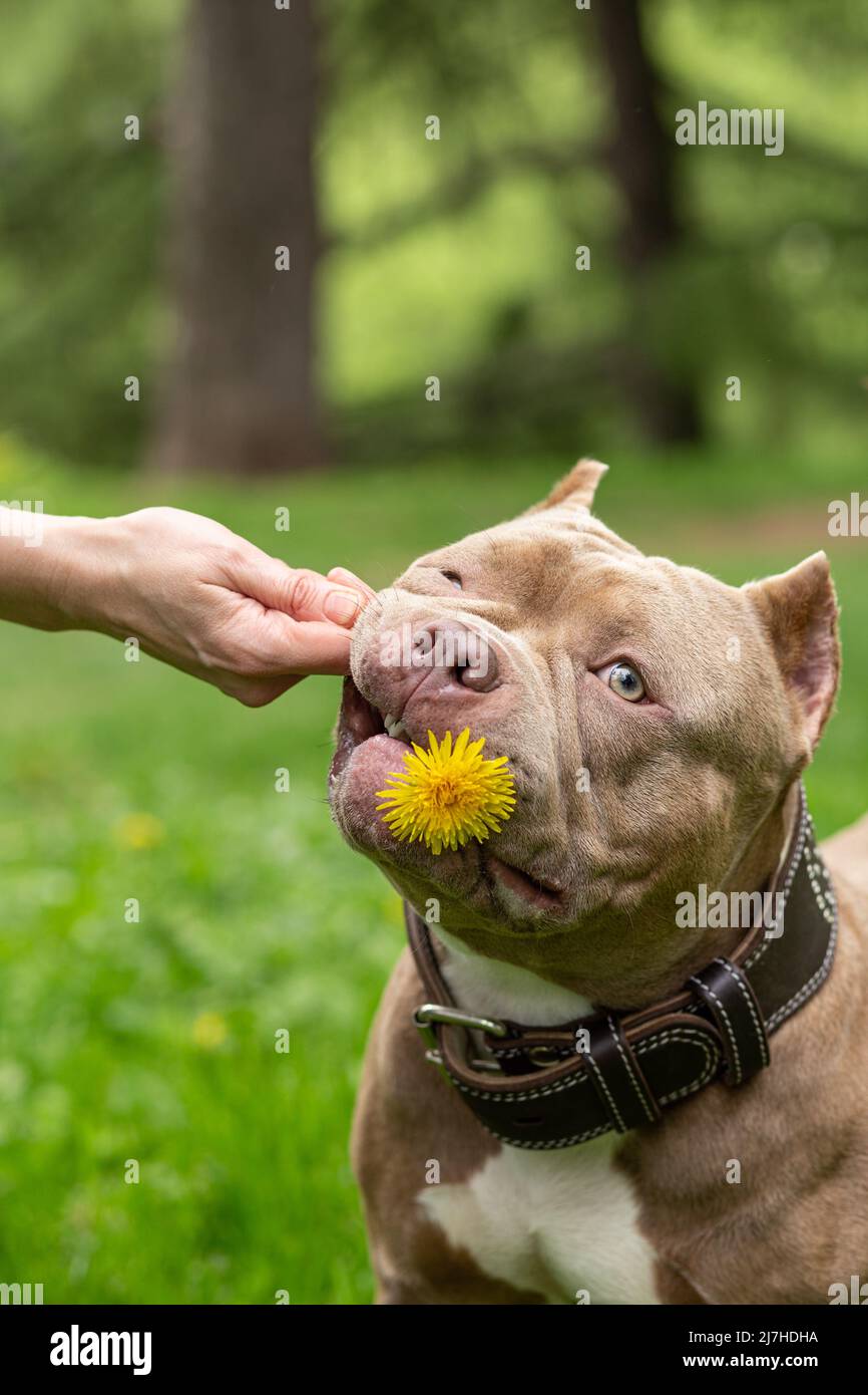 An American Bully dog with a dandelion flower in its mouth. Comic ...