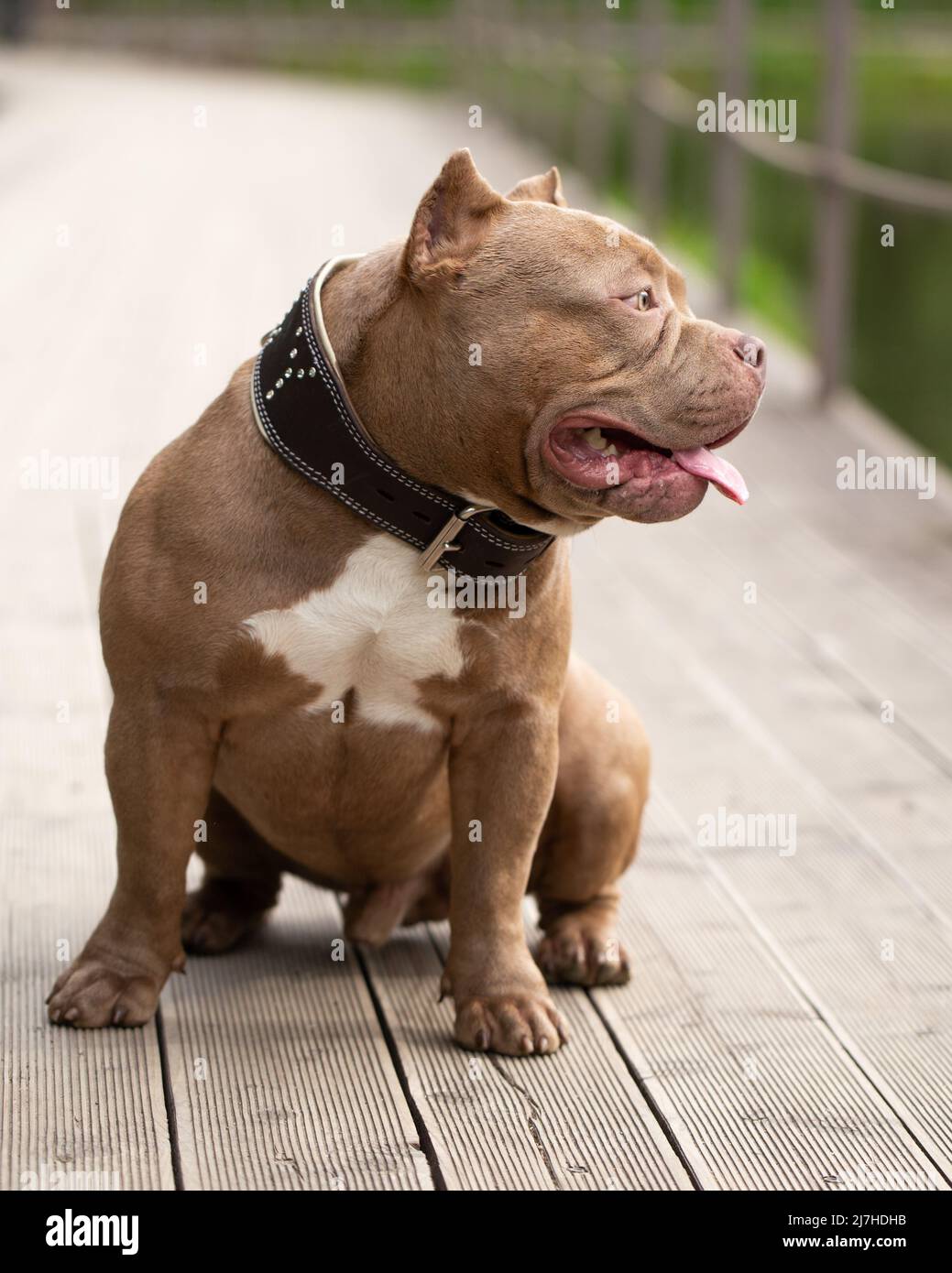 A dog of the American Bully breed sits on the park path and looks away ...
