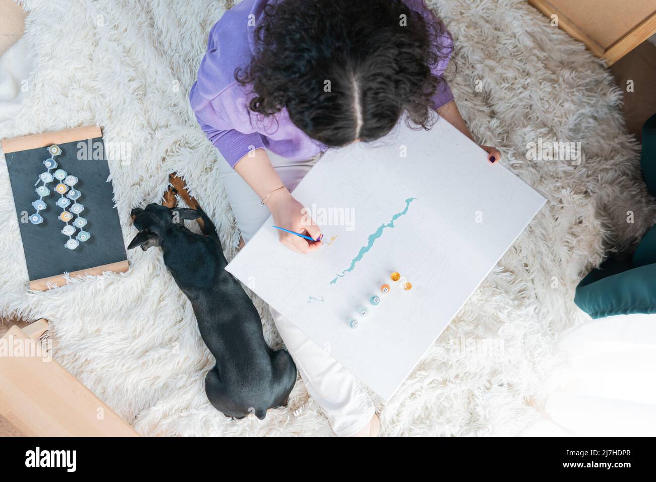 The adult woman painting by numbers indoors, her pet miniature pincher ...