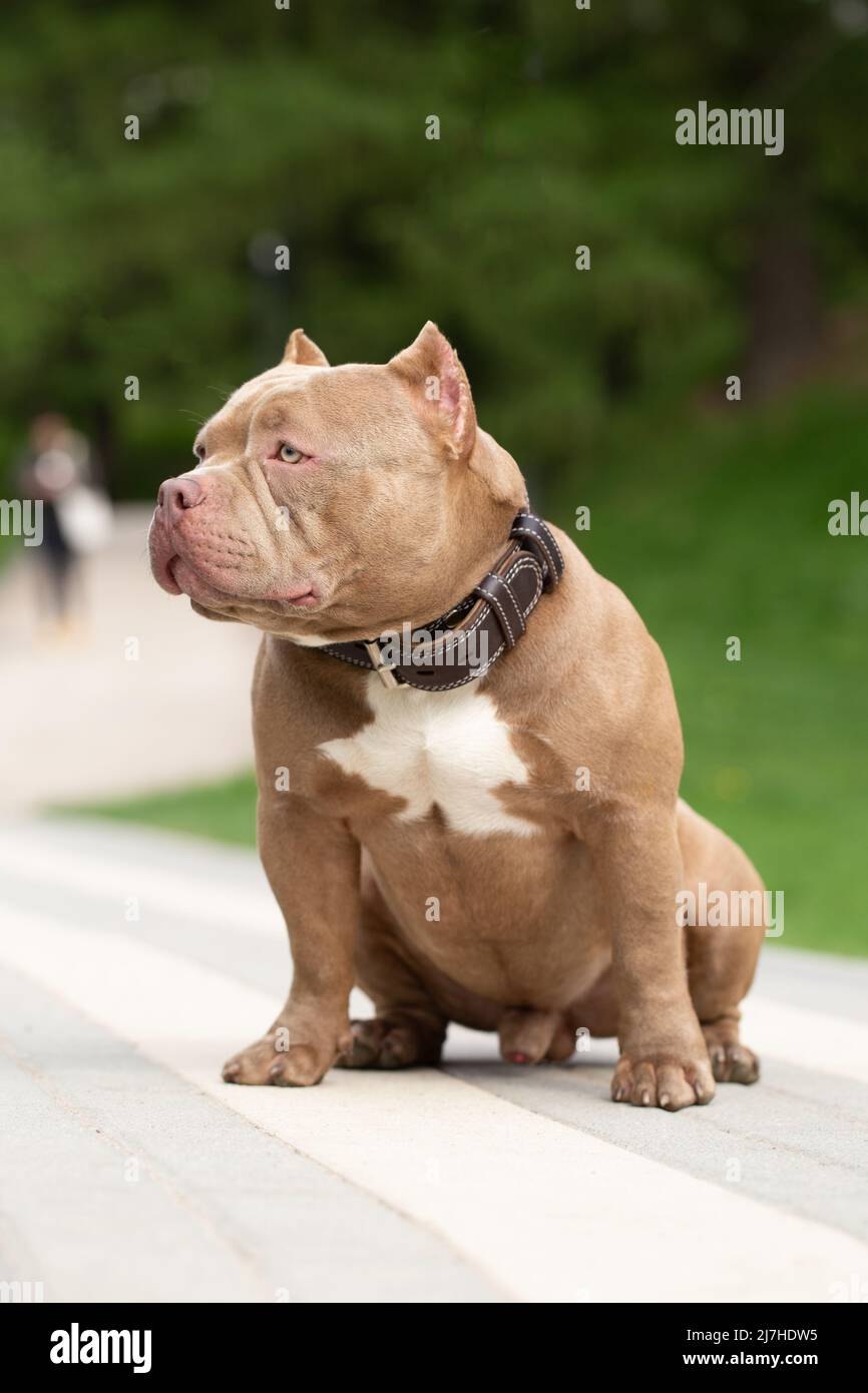 A dog of the American Bully breed is sitting on a path in the park ...