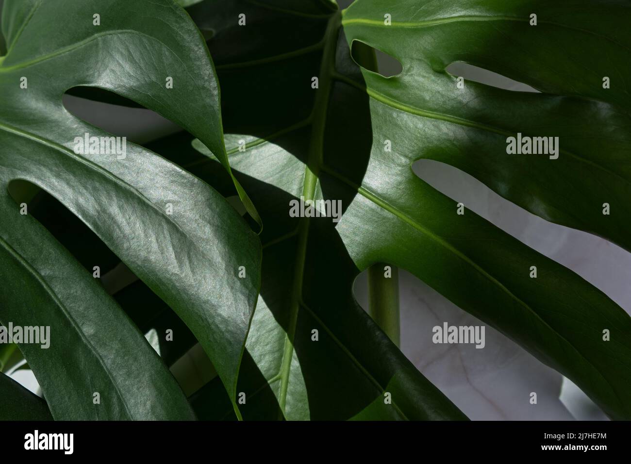 Monstera plant on a grey marble background. concept of minimalism ...