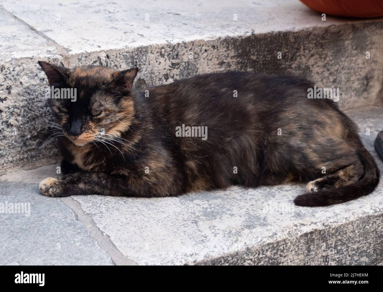 Old Street cat resting on some old stone steps Stock Photo - Alamy