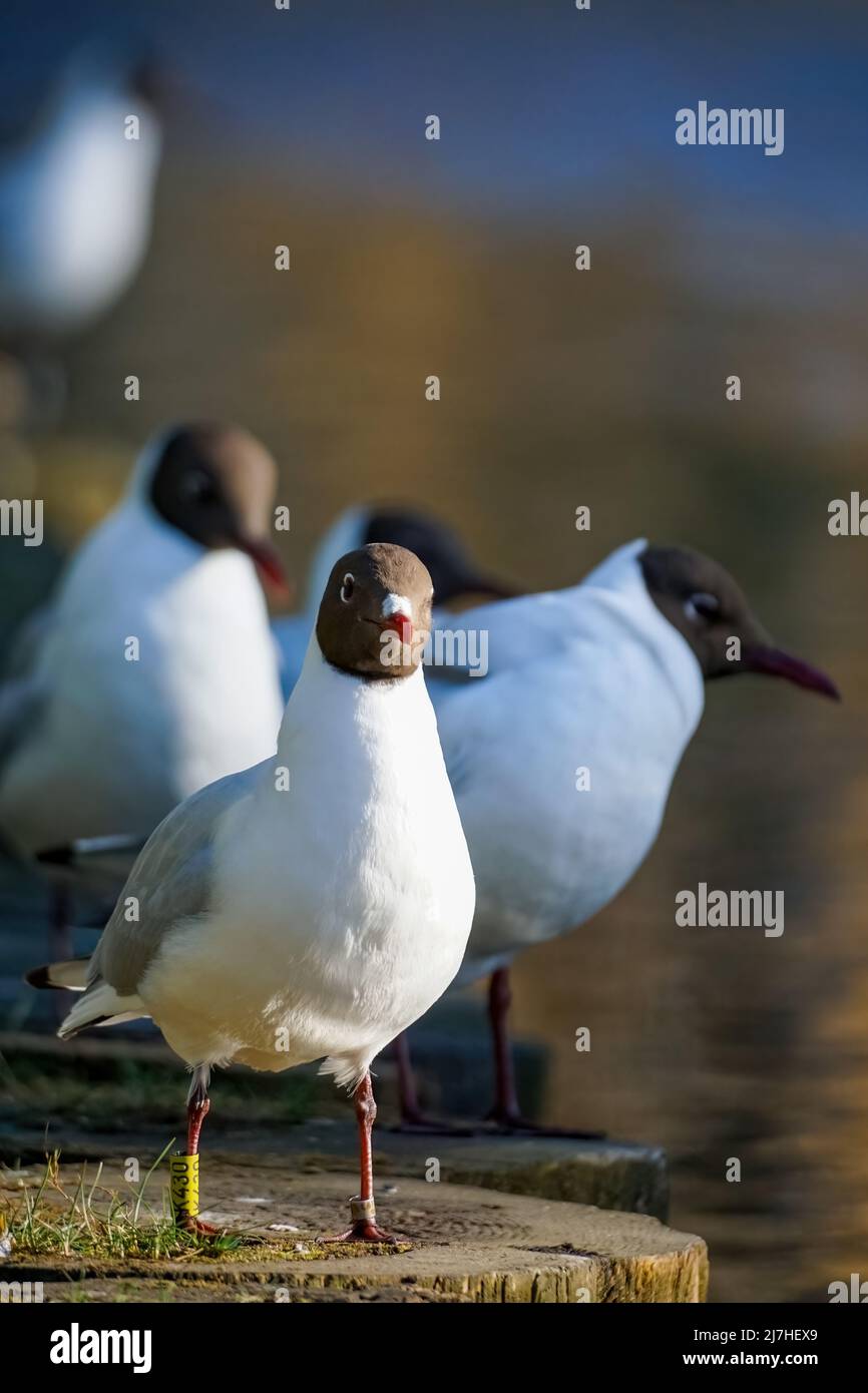 Ivory black-headed gulls sit on the river shore, ringed bird, selectiv ...