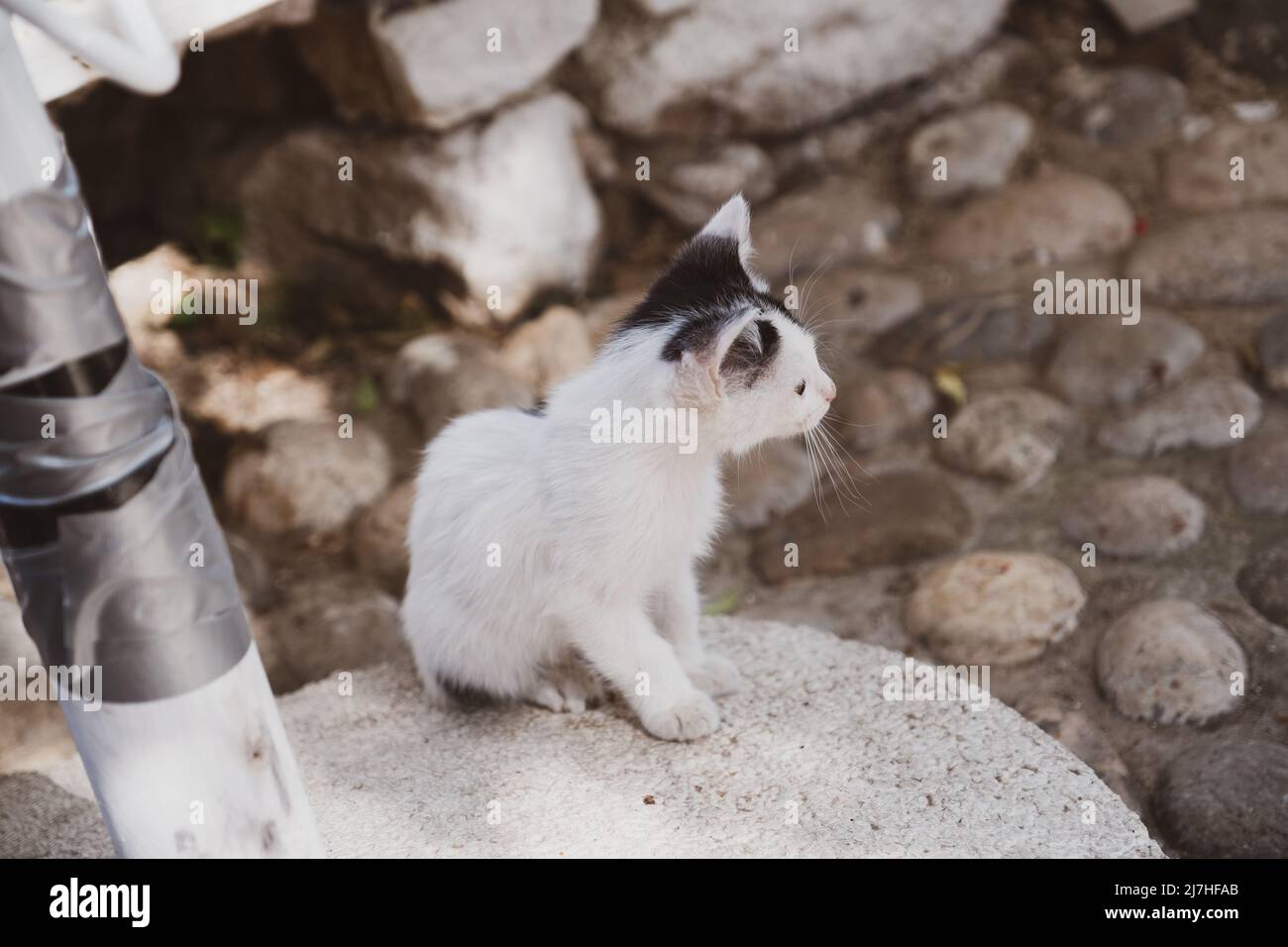 Adorable street kitten Stock Photo - Alamy