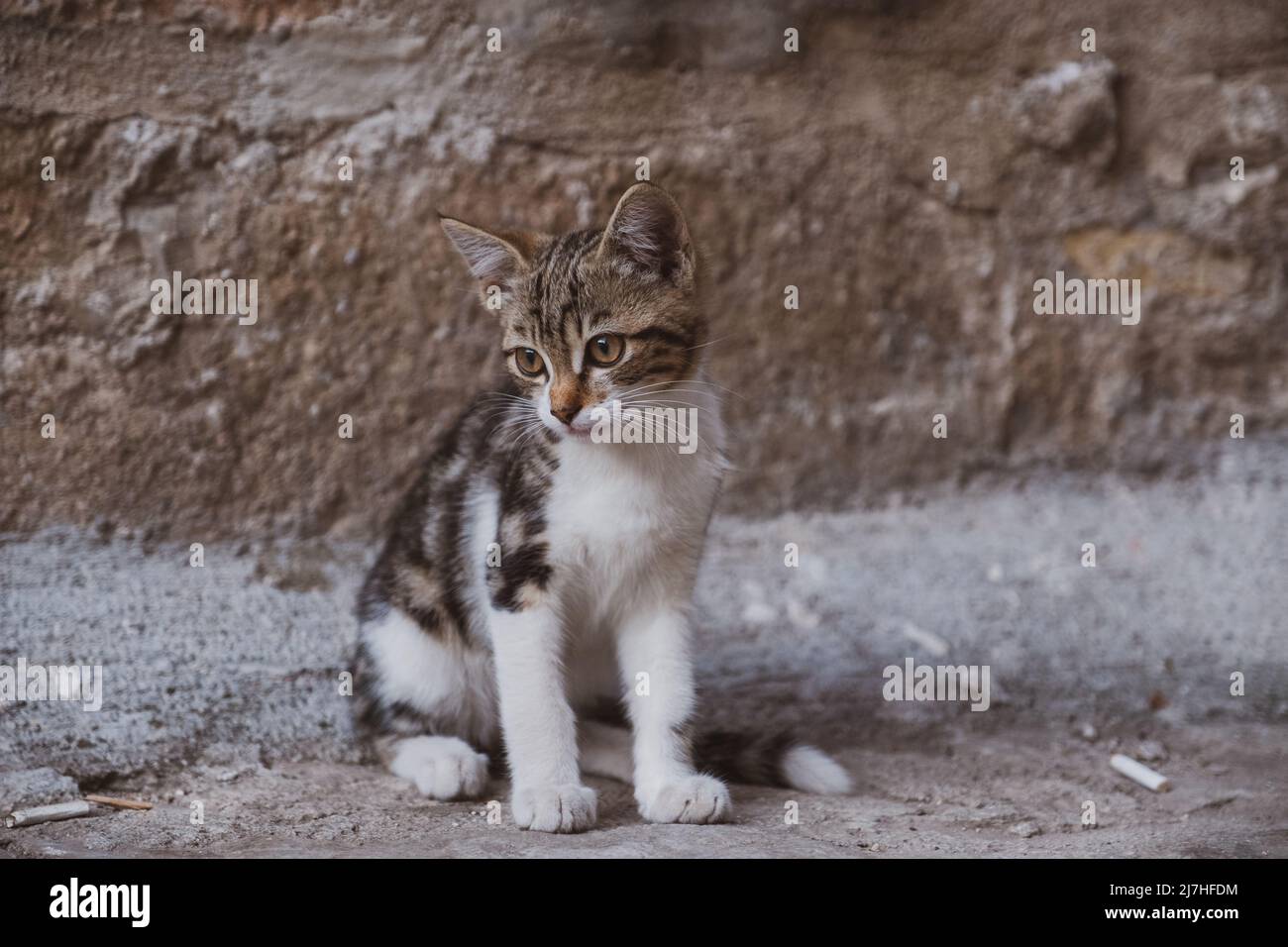 Adorable furball hi-res stock photography and images - Alamy