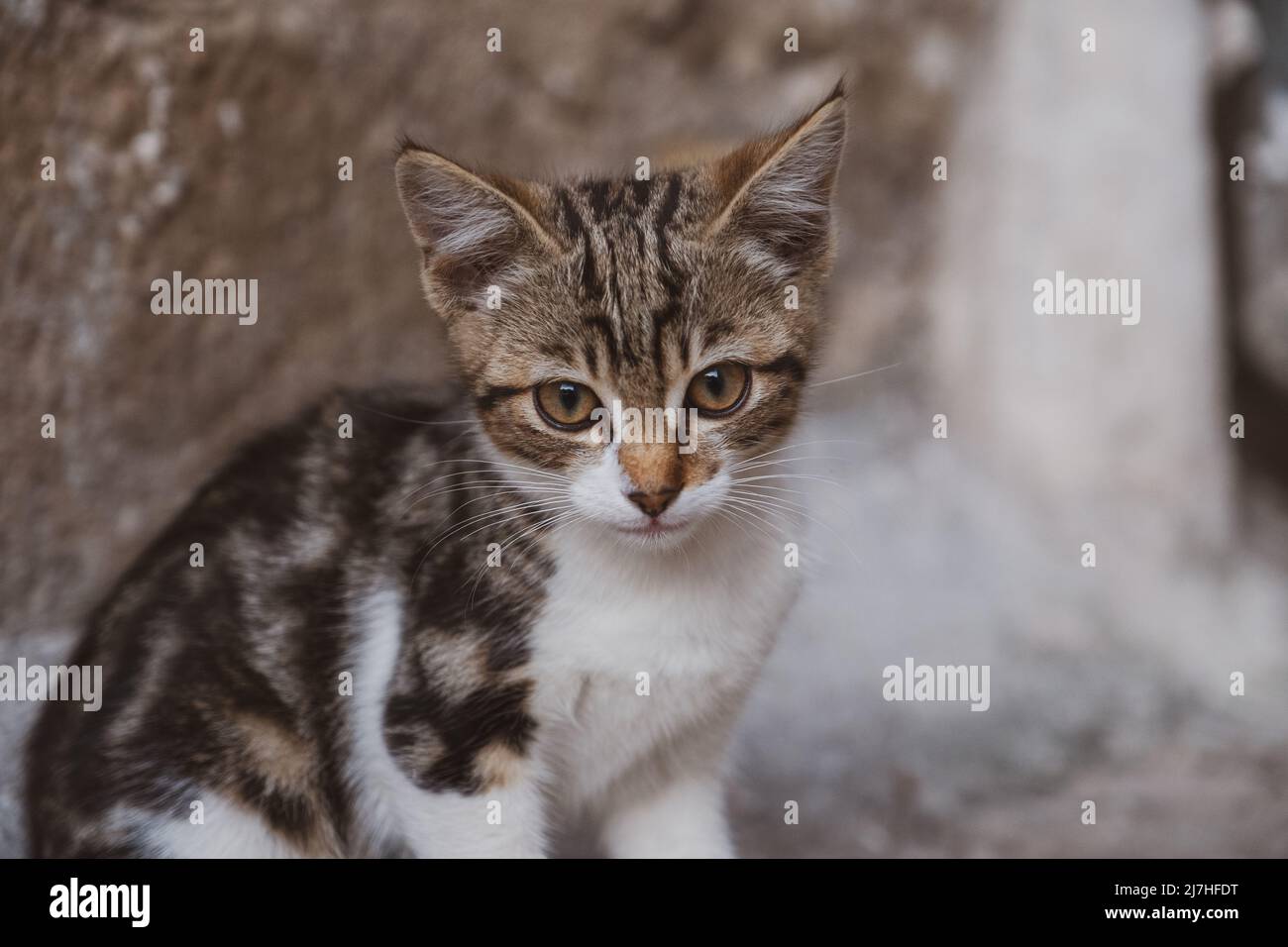 Beautiful kitten looks into camera Stock Photo - Alamy