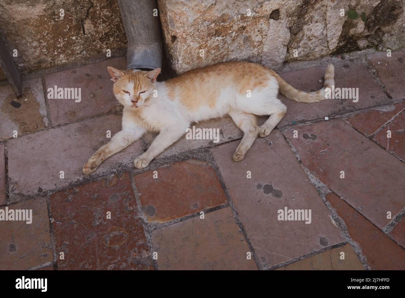 Domestic cat street hi-res stock photography and images - Alamy