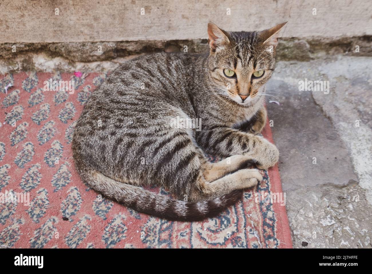 Tabby cat sitting rug hi-res stock photography and images - Alamy