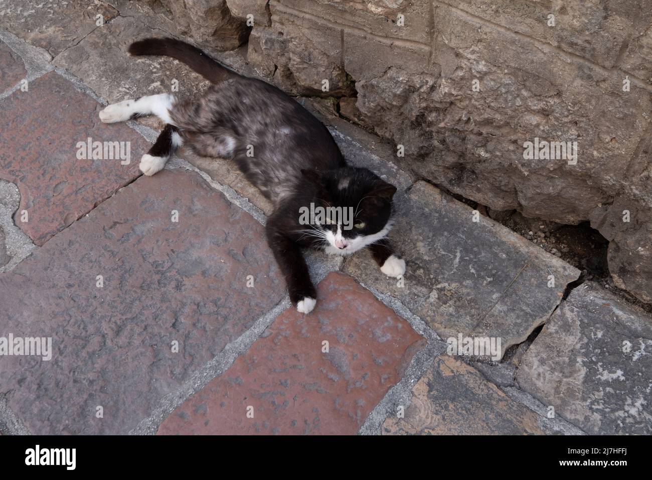 Scraggly cat with mange sitting on pavement Stock Photo - Alamy