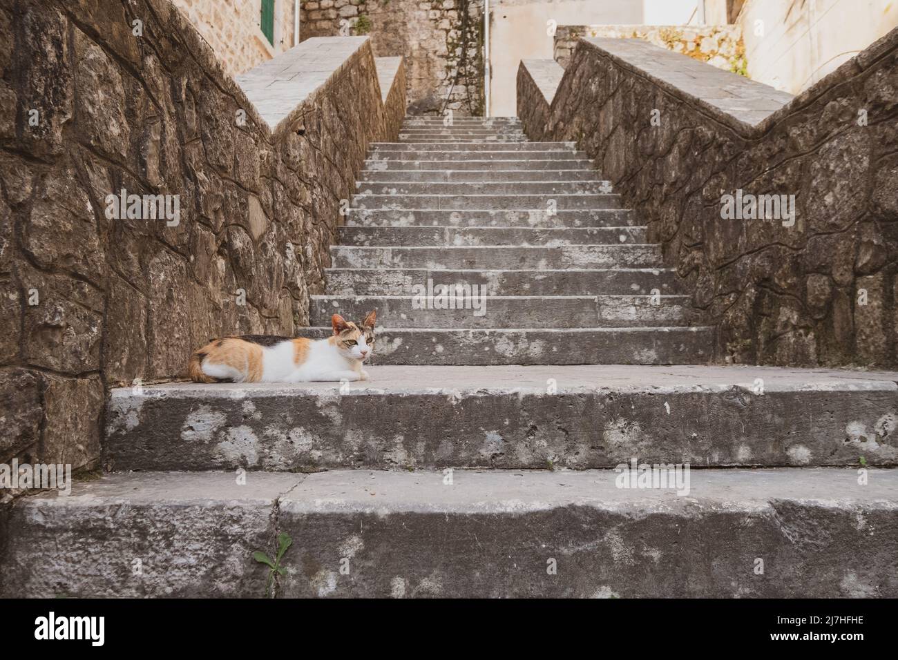 Kitten on steps hi-res stock photography and images - Alamy