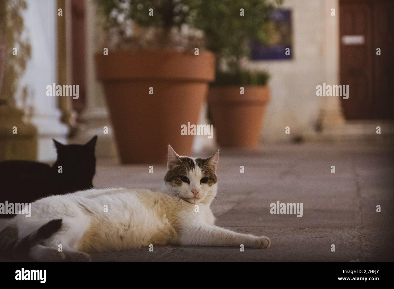 Cute stray cat looks camera hi-res stock photography and images - Alamy