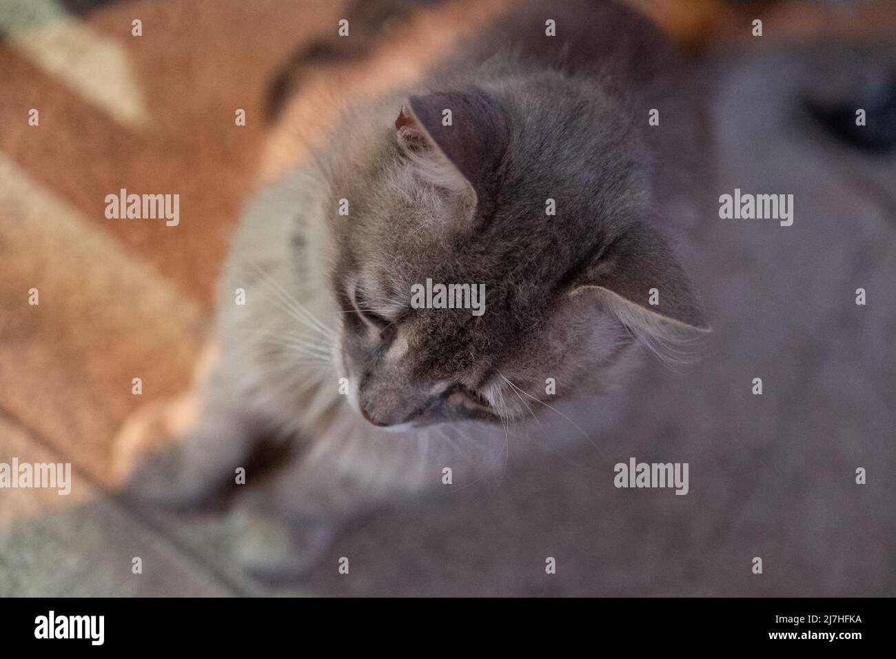 Old street cat begging Stock Photo - Alamy