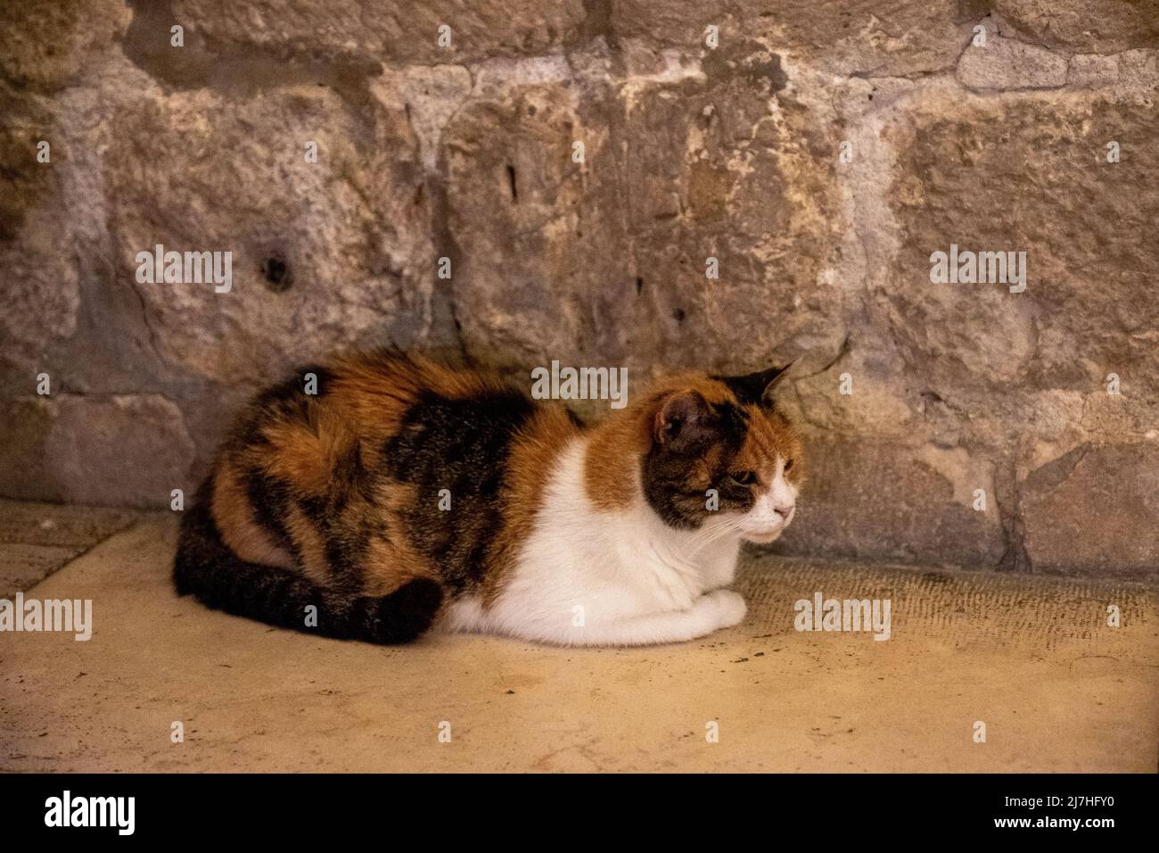 Stray shell hi-res stock photography and images - Alamy