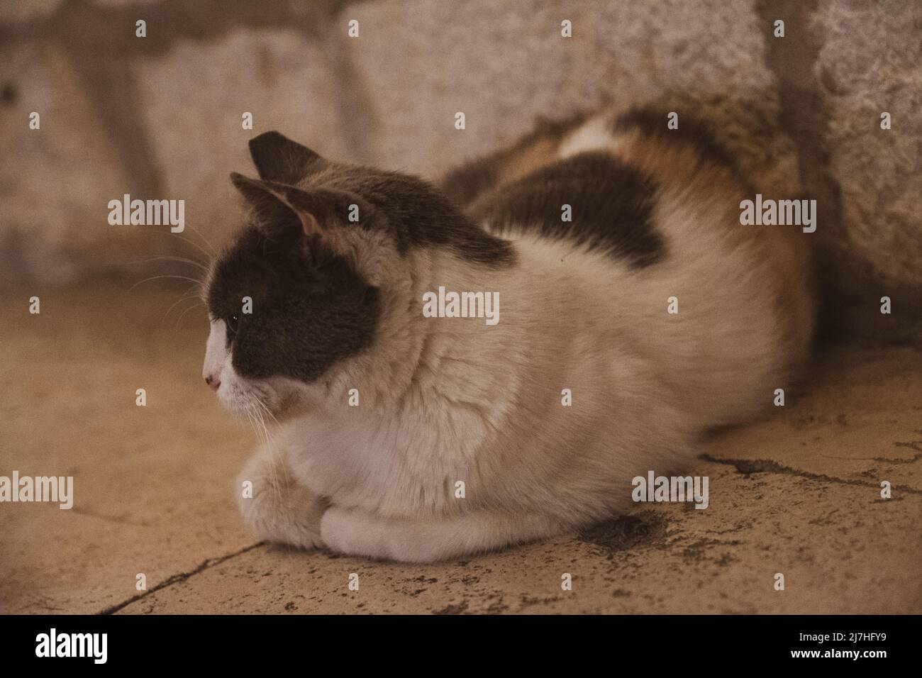 Old homeless cat on street hi-res stock photography and images - Alamy