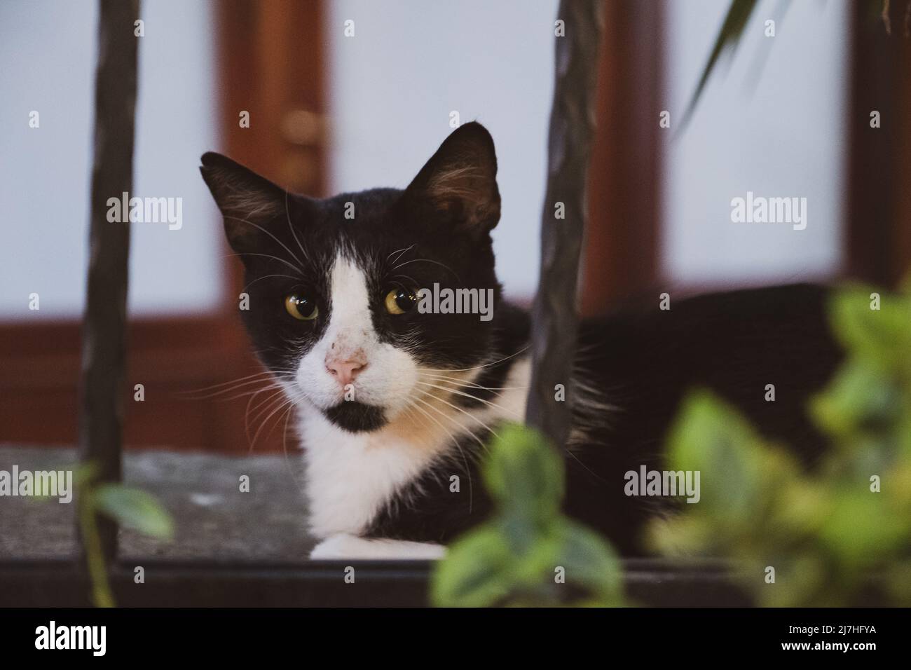 Pretty black and white cat looks into the camera Stock Photo - Alamy