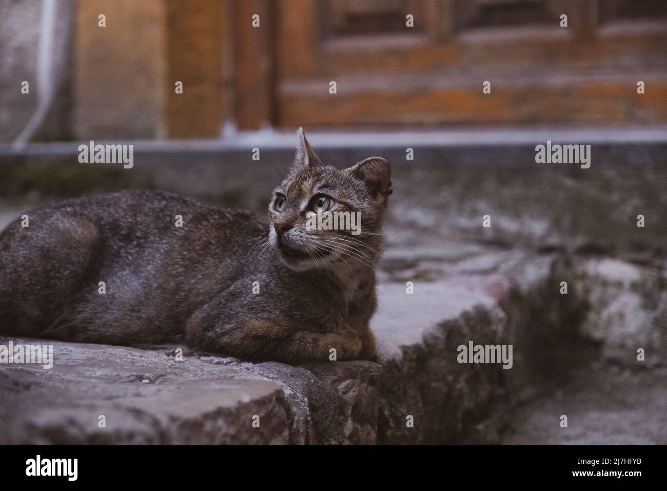 Mother cat hears her kitten calling Stock Photo - Alamy