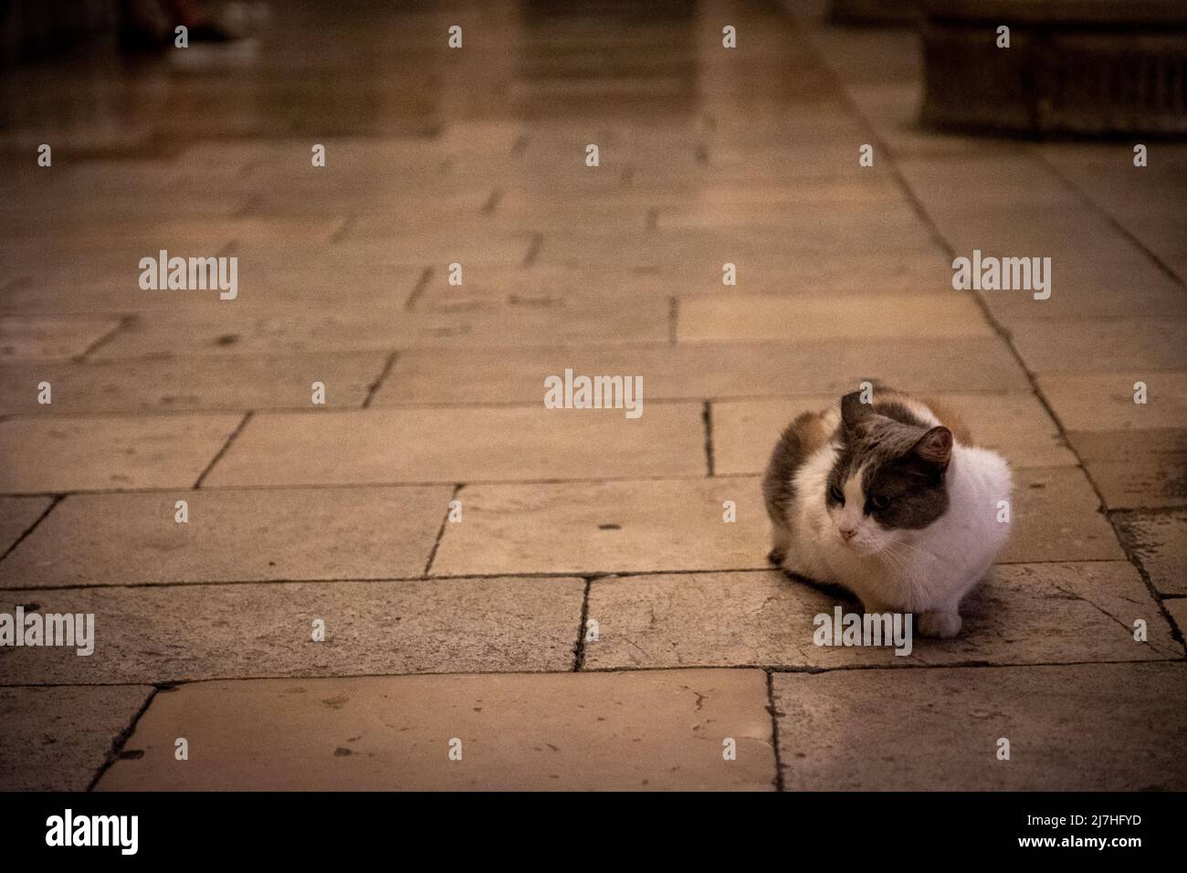 Stray cat crouched down watching the passers by Stock Photo - Alamy