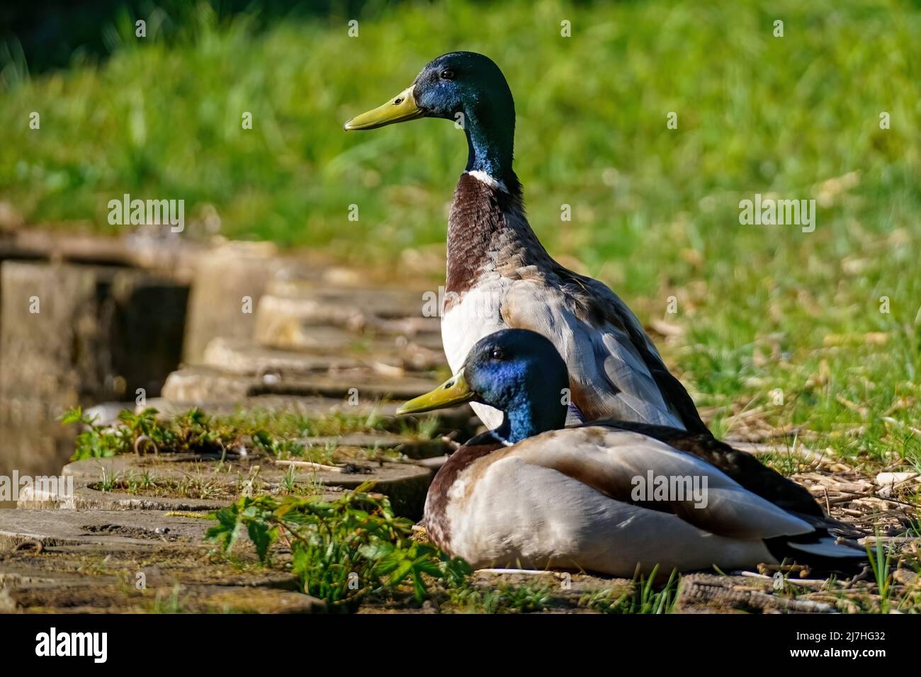 Funny ducks hi-res stock photography and images - Alamy