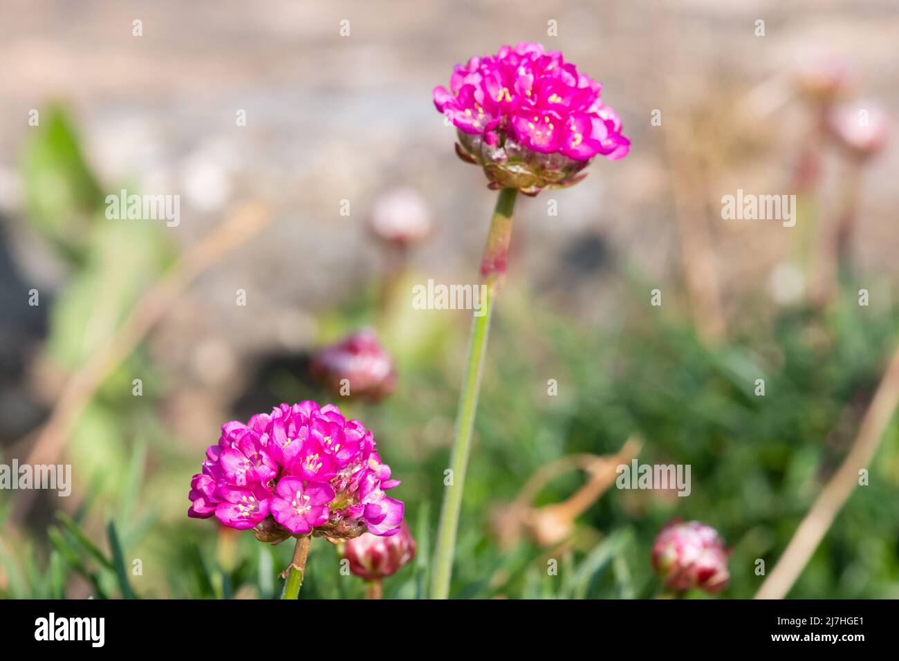 Close up of a sea thrift (armeria maritima) flower in bloom Stock Photo ...
