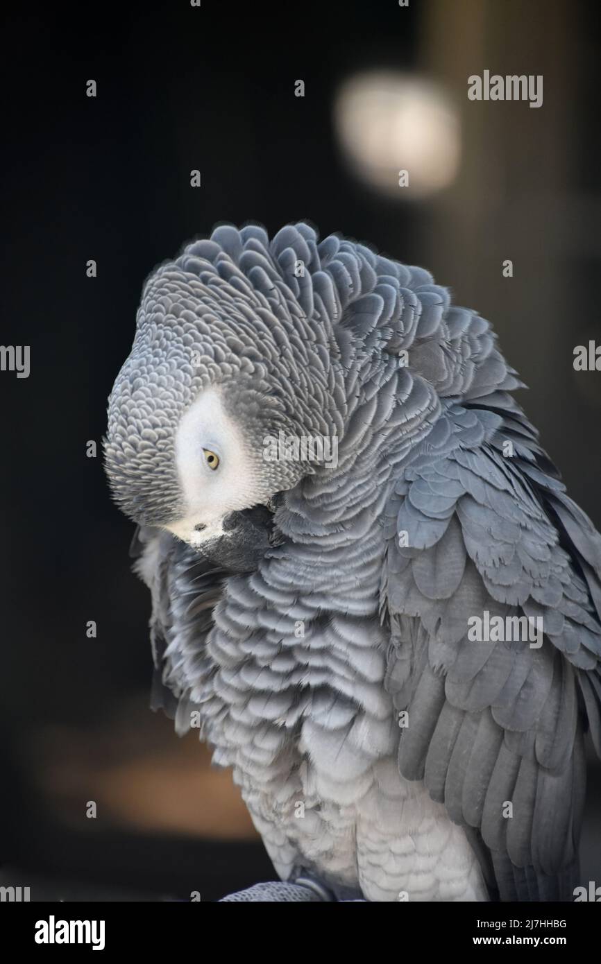 Ruffled feathers on the neck of an African Grey Parrot Stock Photo - Alamy