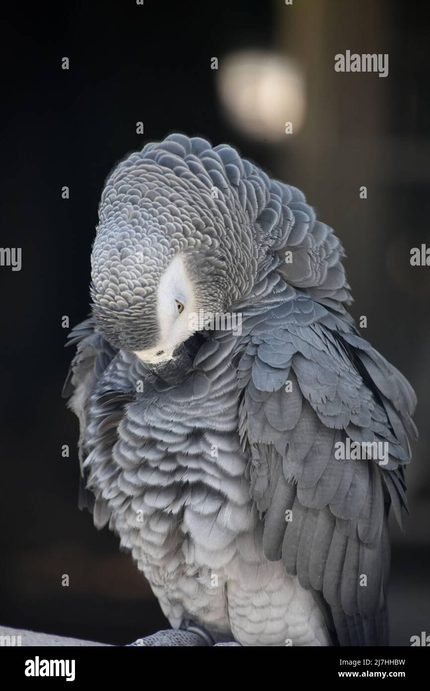 Parrot ruffling its feathers hi-res stock photography and images - Alamy