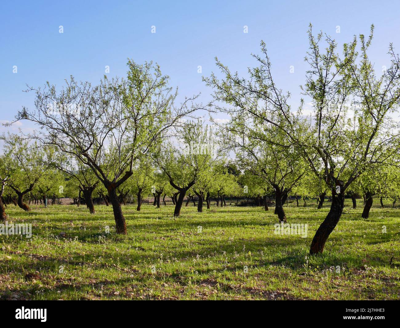 Agricultural landscape castile la mancha hi-res stock photography and ...