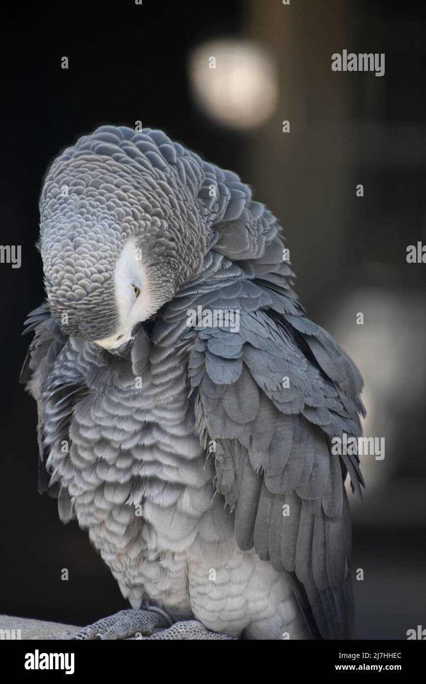 A Congo African Parrot with his feathers fluffed and ruffled on his ...