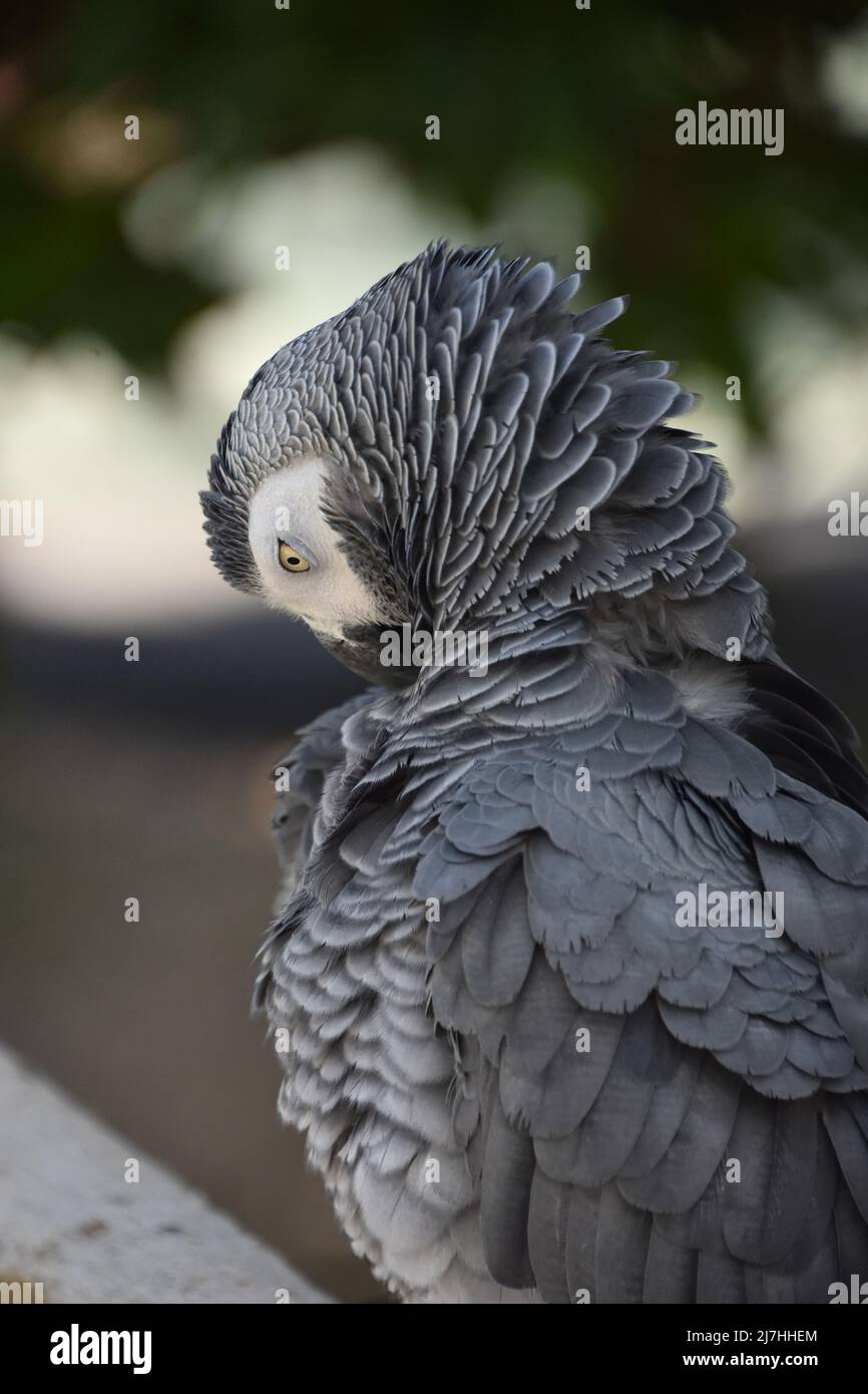 Fluffed and raised feathers on the neck of a grey parrot Stock Photo ...