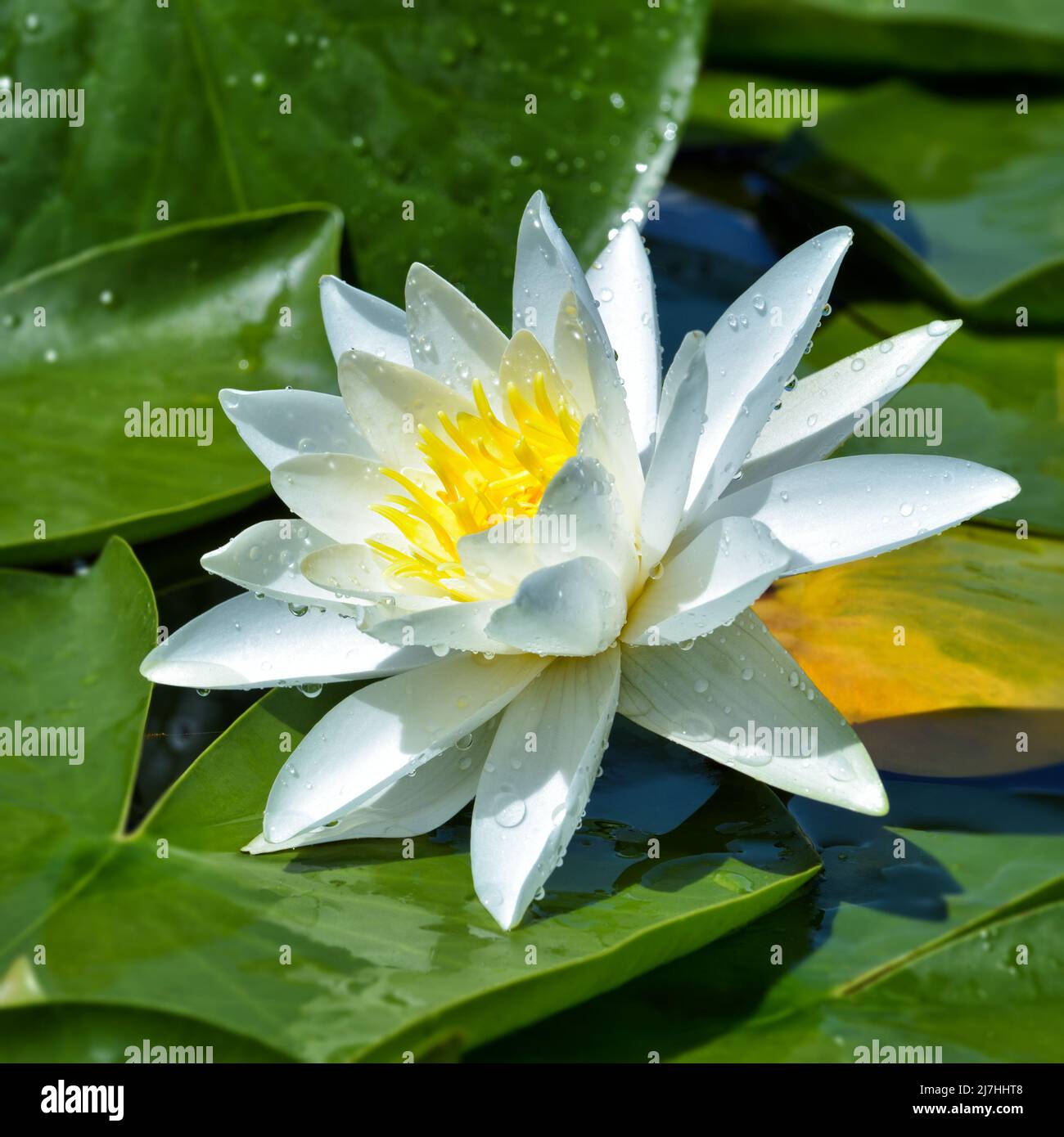 White lily in a forest lake against a background of green foliage Stock ...