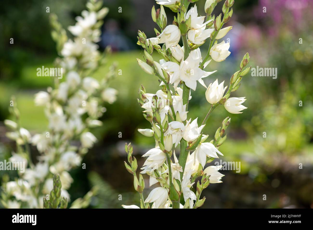 Close up of common yucca (yucca filamentosa) flowers in bloom Stock ...