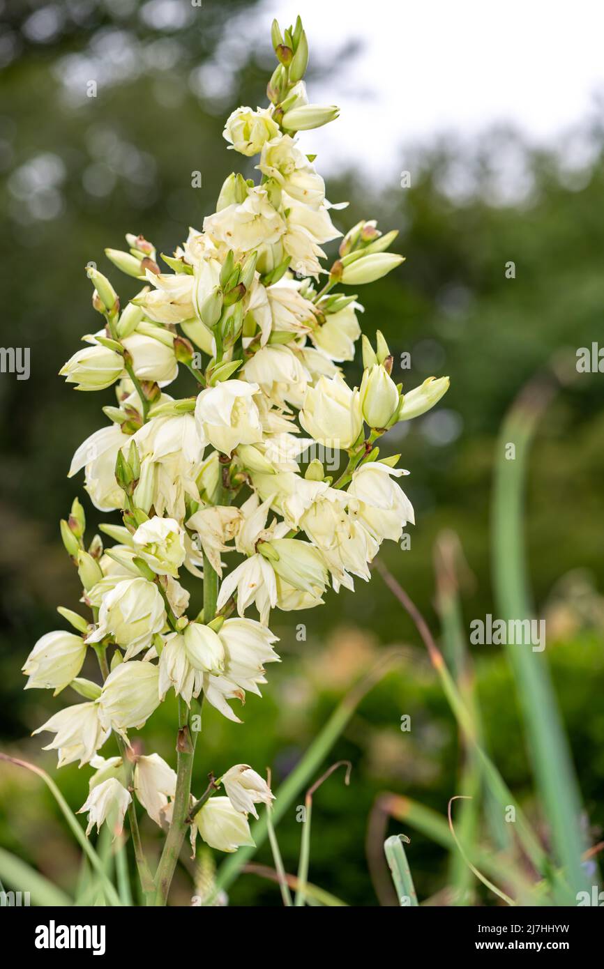 Close up of common yucca (yucca filamentosa) flowers in bloom Stock ...