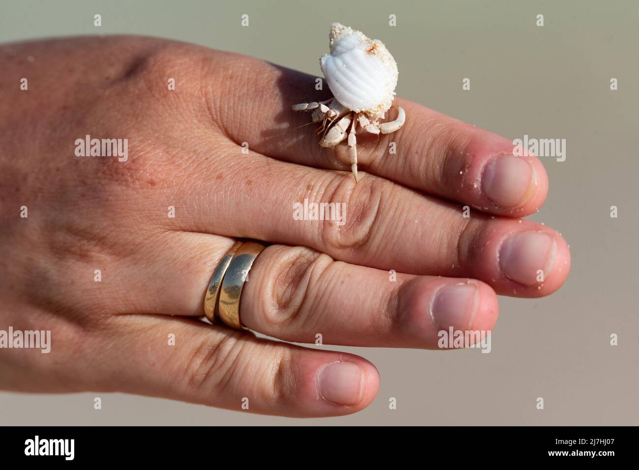 Hermit crab on a hand isolated against a blurry blue background. Hermit ...