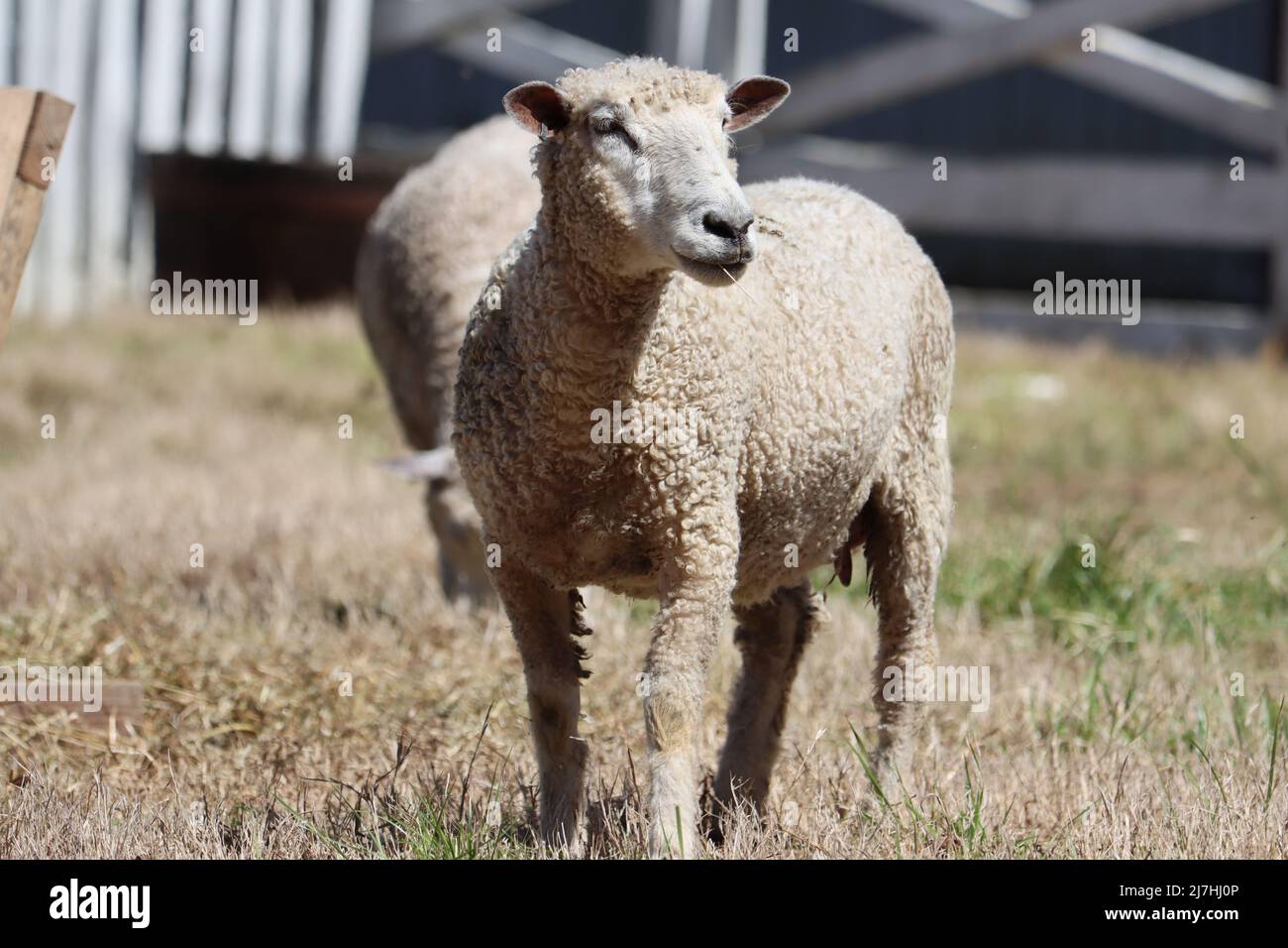 Sheep in springtime Stock Photo - Alamy