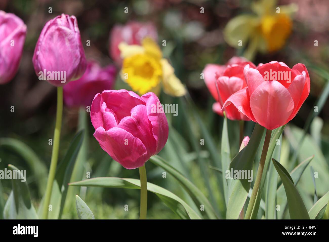 A variety of colorful flowers in early springtime Stock Photo - Alamy