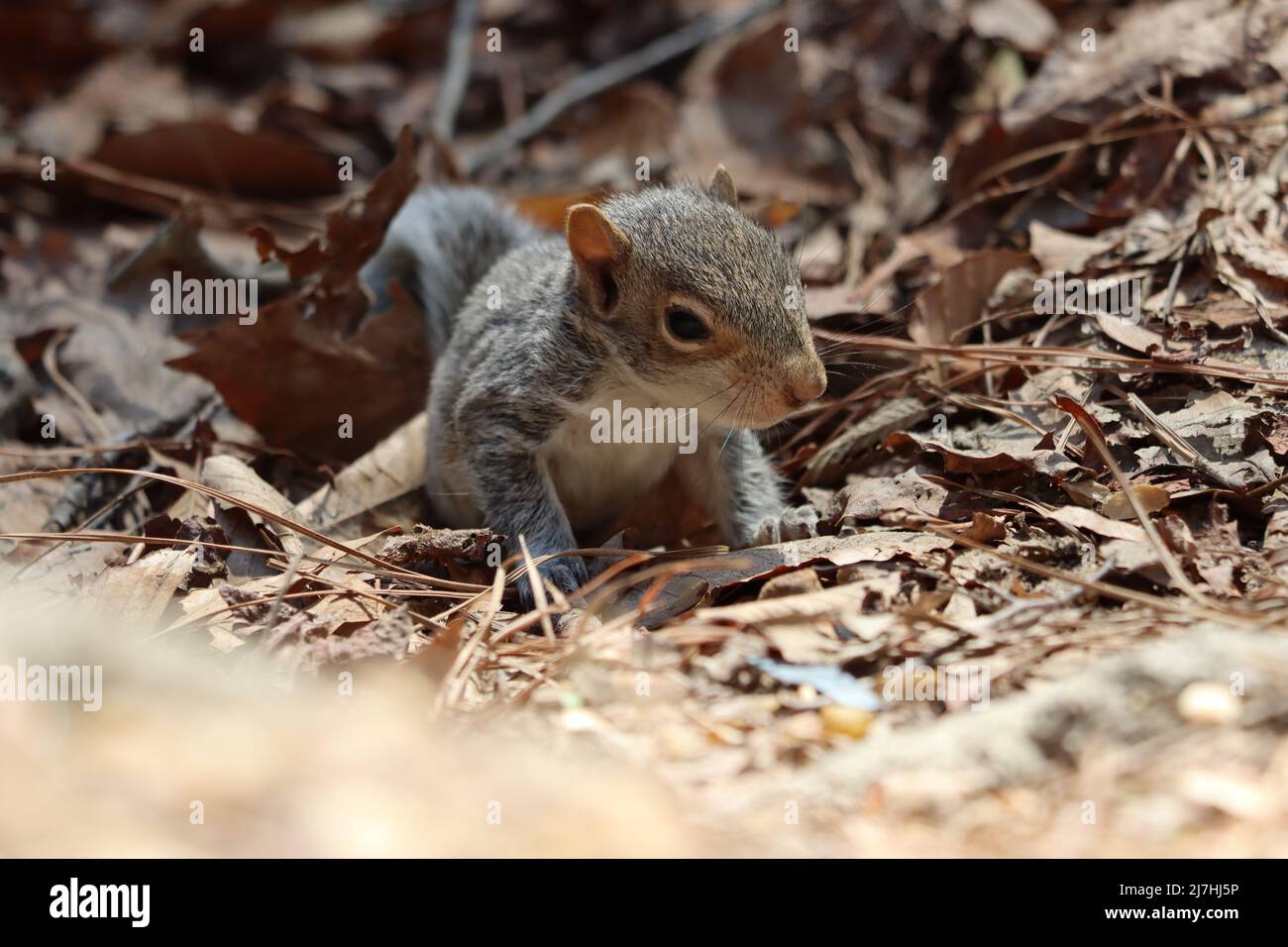 Baby gray squirrel hi-res stock photography and images - Alamy
