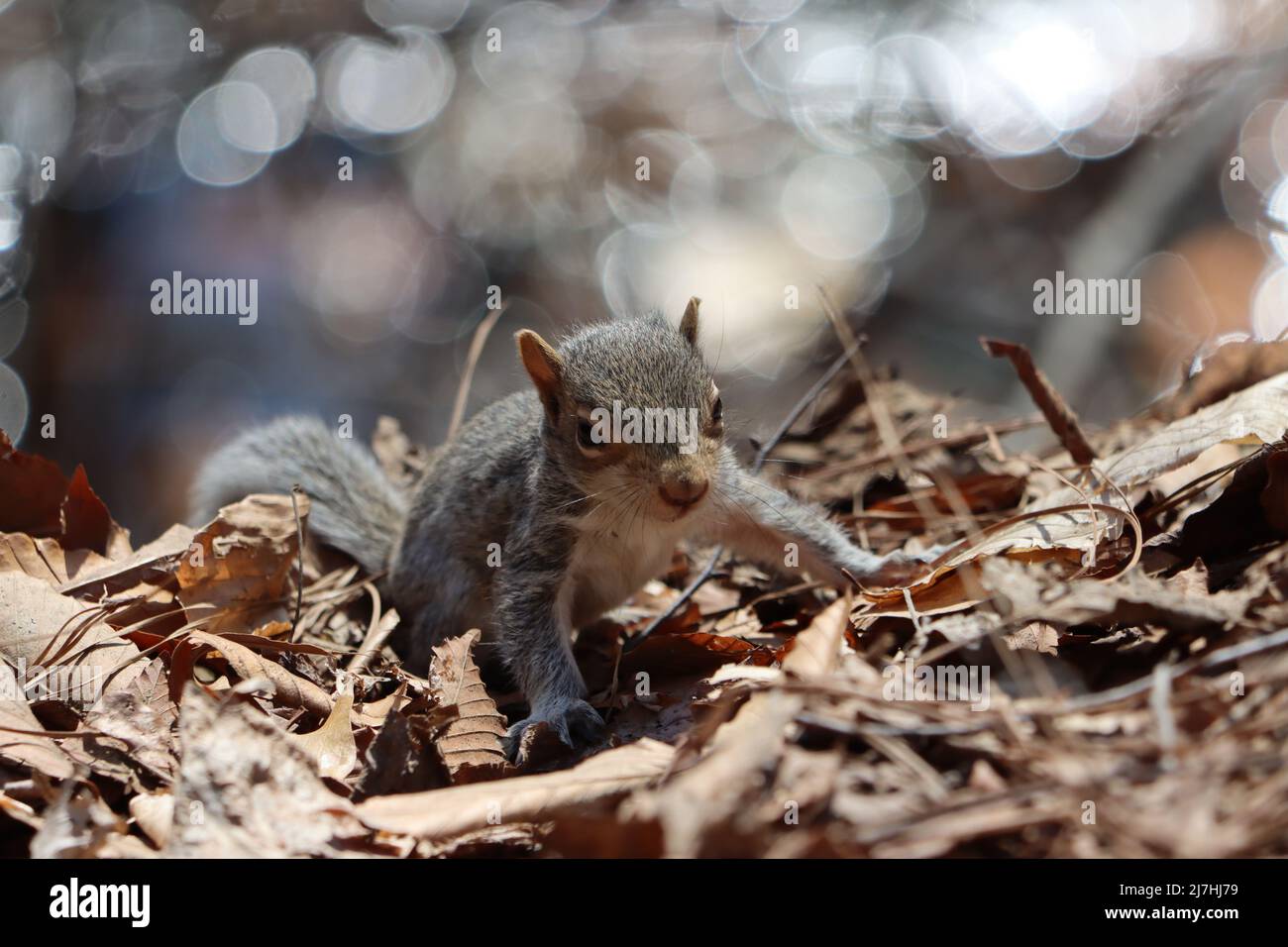 Cute young squirrel hi-res stock photography and images - Alamy
