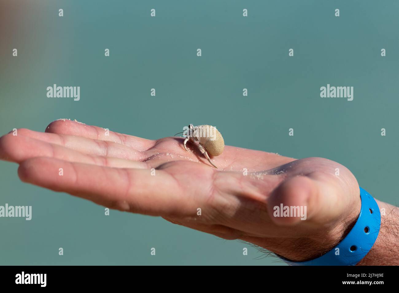 Hermit crab on a hand isolated against a blurry blue background. Hermit ...