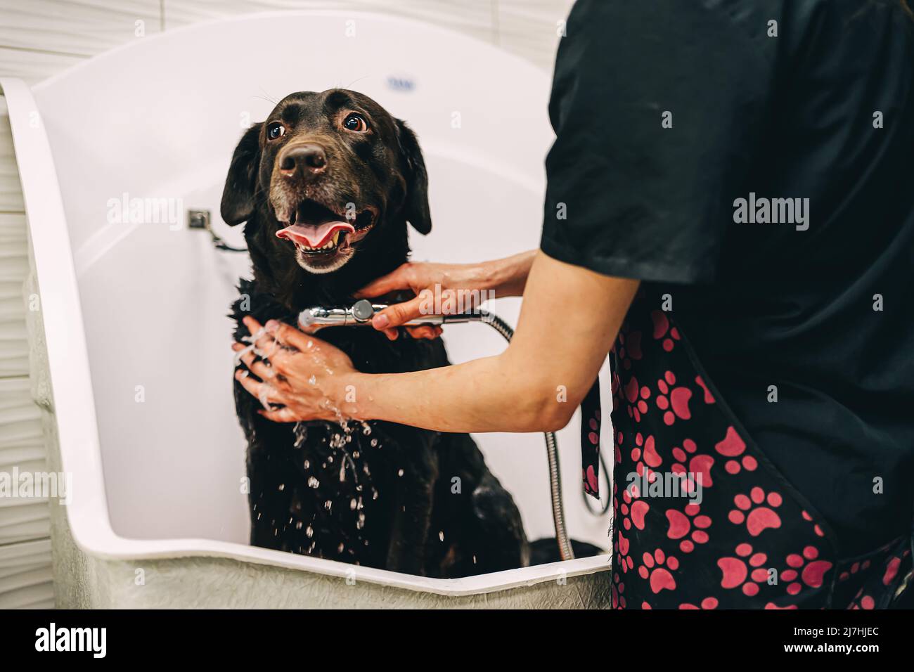 The dog takes a shower Stock Photo - Alamy