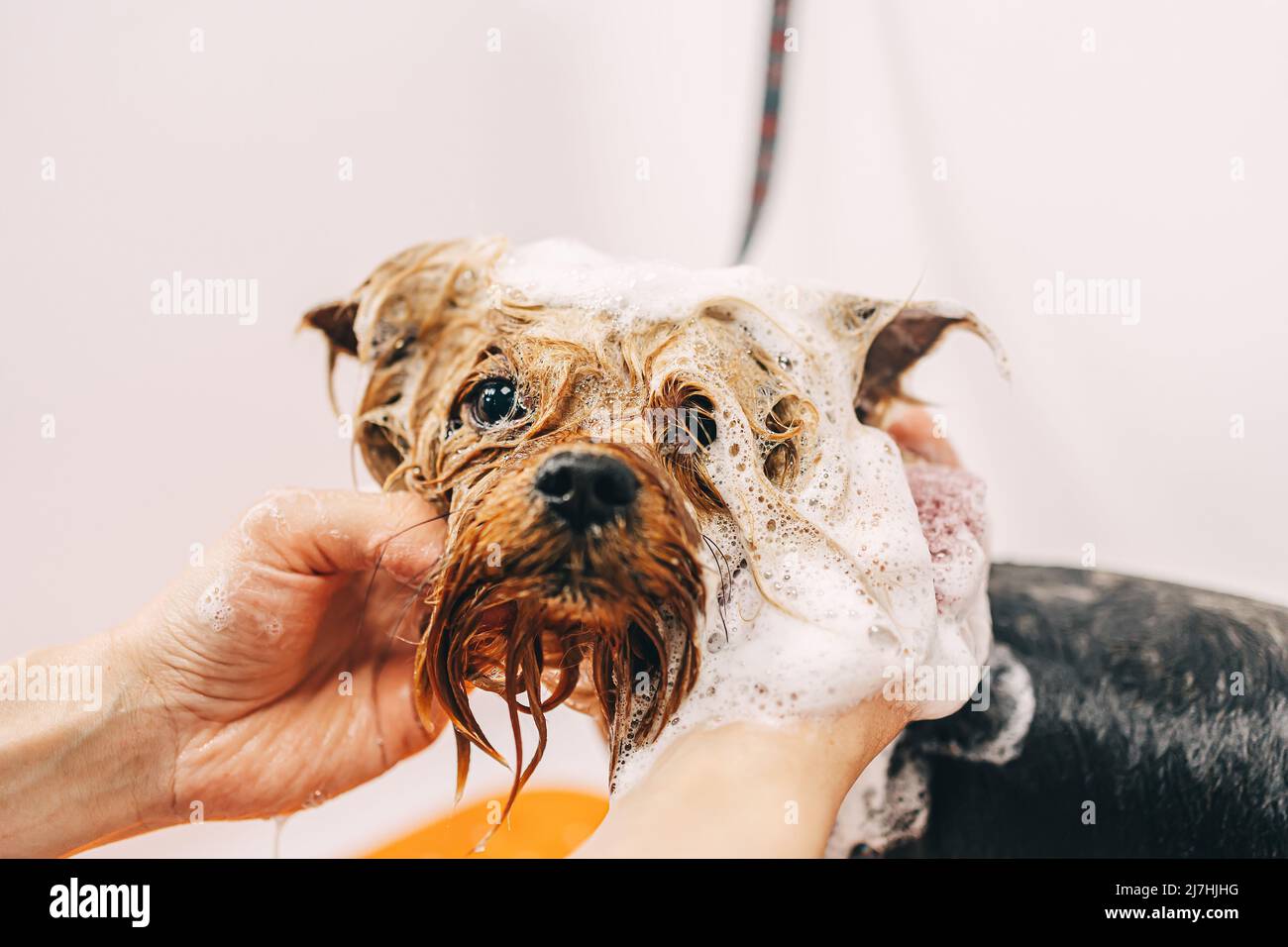 The dog takes a shower Stock Photo - Alamy