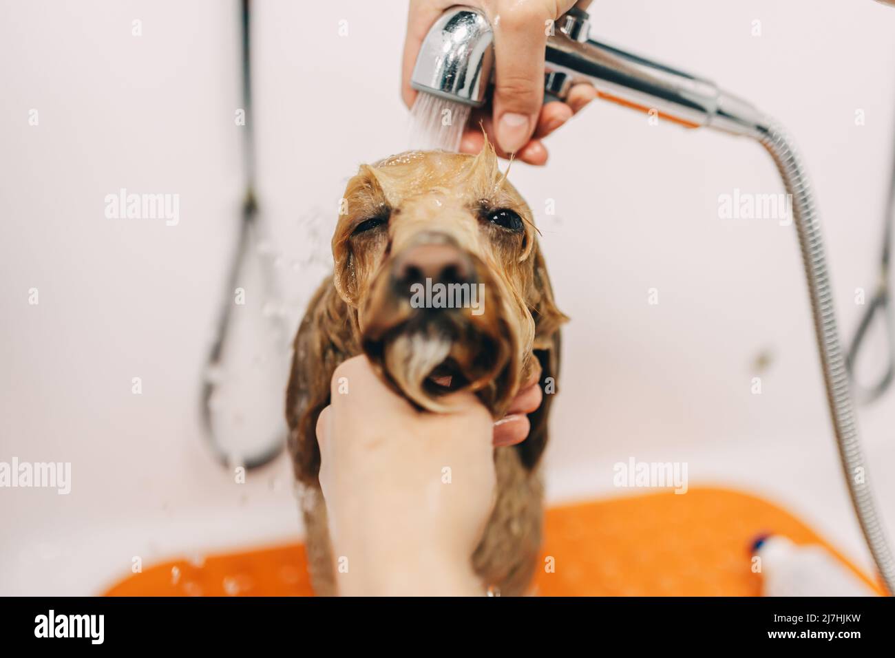 The dog takes a shower Stock Photo - Alamy