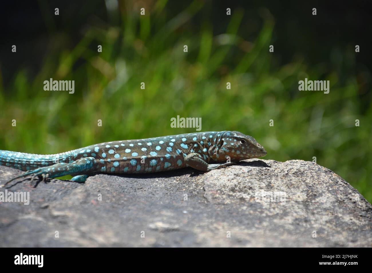 Terrific capture of a spotted blue lizard on a large rock Stock Photo ...