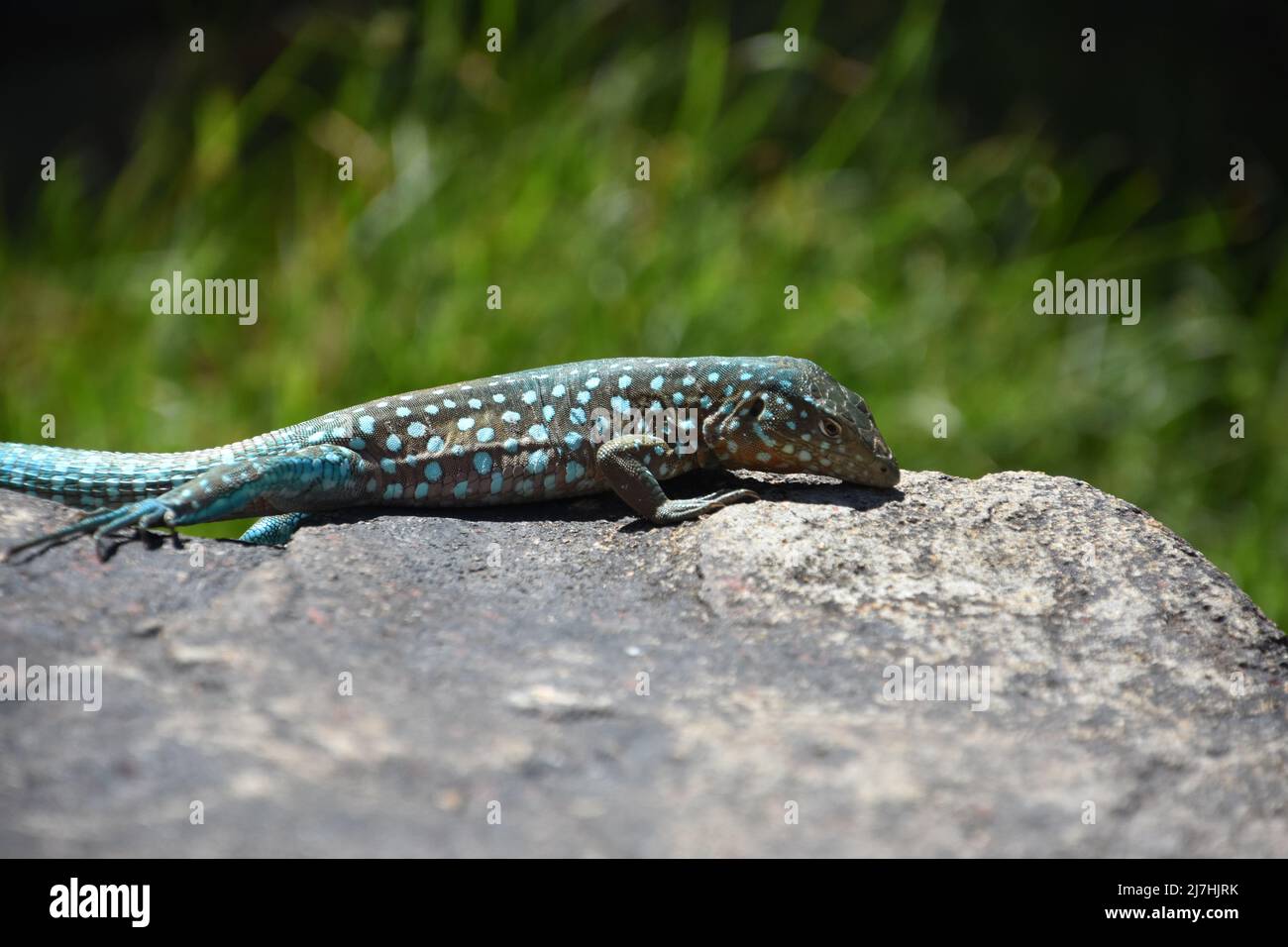 Amazing close up look at a blue spotted lizard poised on a rock Stock ...