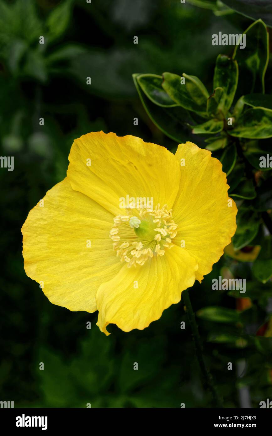 Eschscholzia californica, the California poppy, golden poppy ...