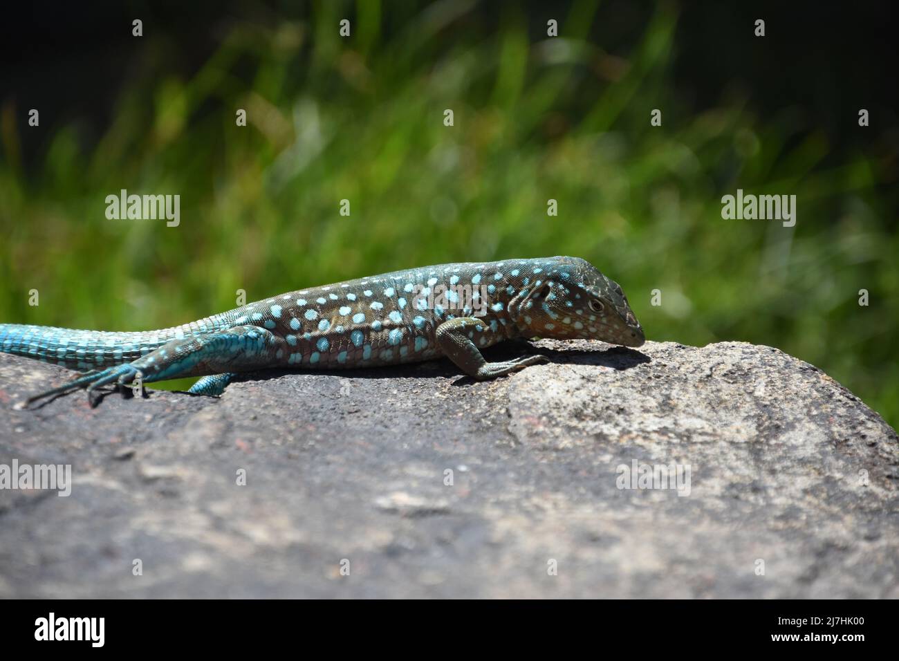 Amazing up close look at a spotted blue lizard on a rock Stock Photo ...