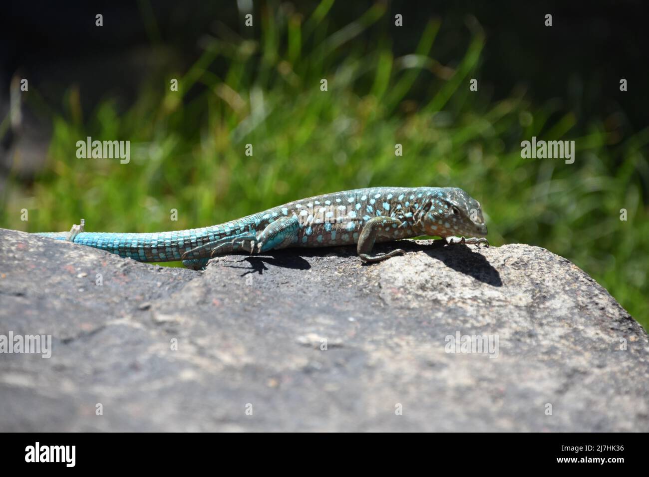 Blue spotted lizard poised on a rock in the sunshine in Aruba Stock ...
