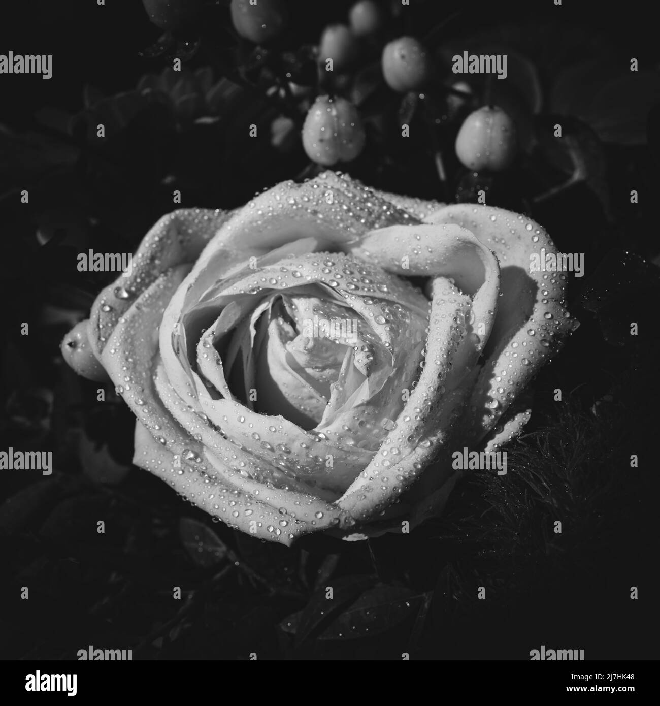 Single red rose water drops Black and White Stock Photos & Images - Alamy