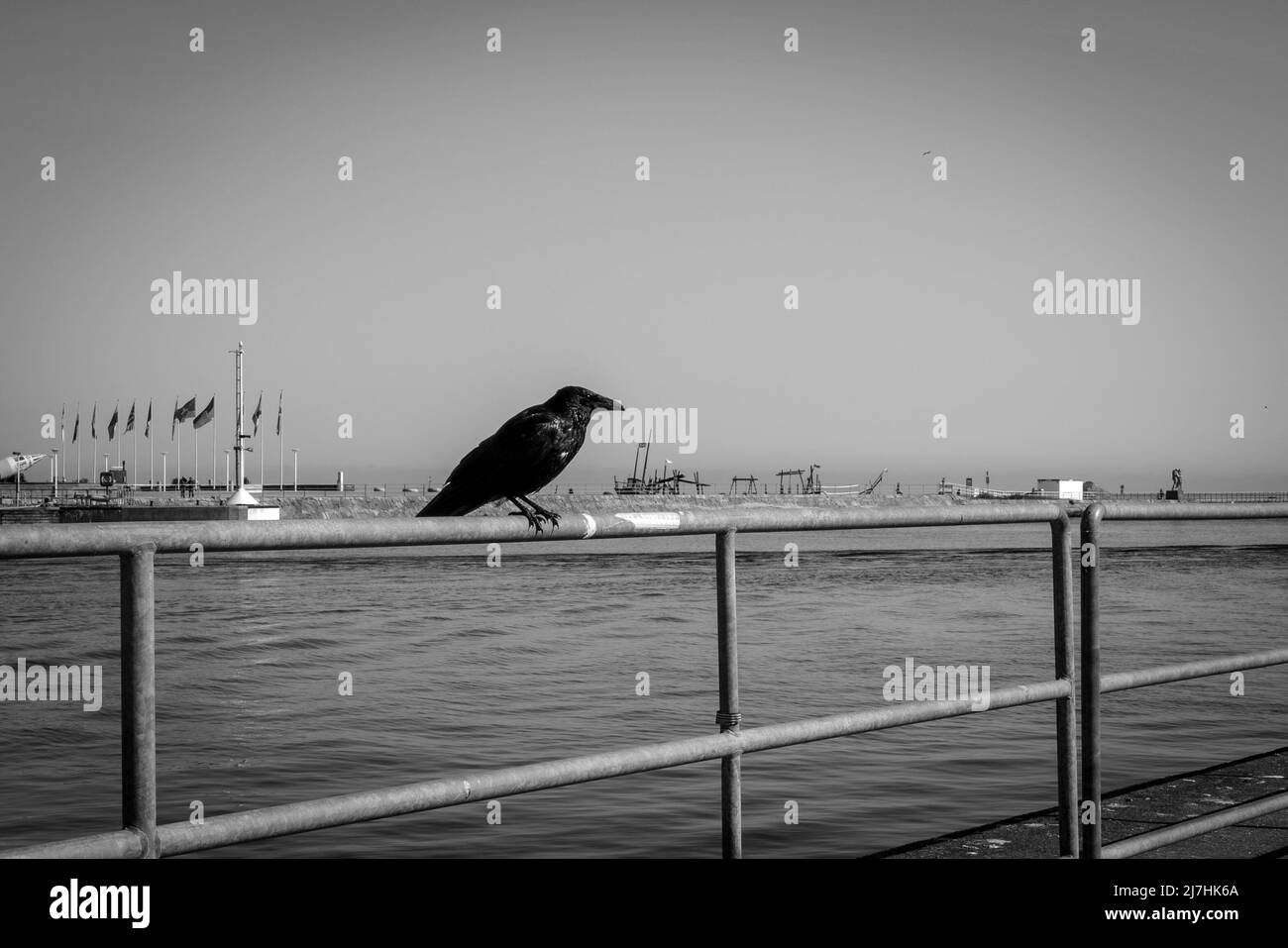 a black crow sits on a railing Stock Photo - Alamy