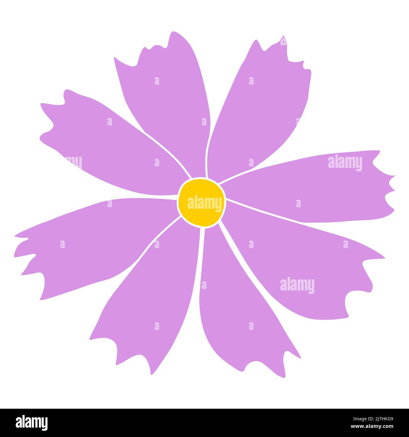 Single cosmos flower vector simple illustration isolated on white ...