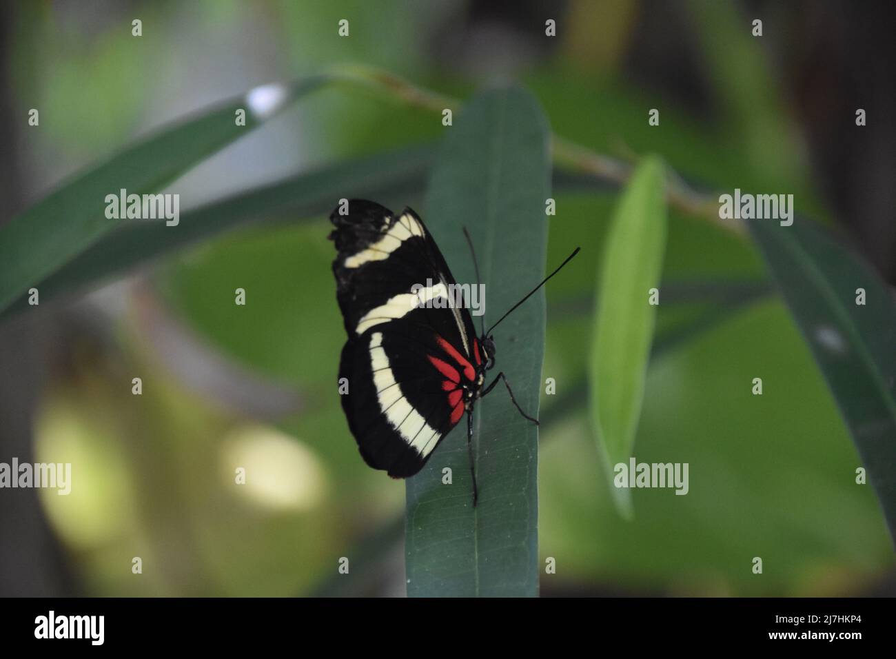 Butterfly with stunning wings with black white and red on them Stock ...