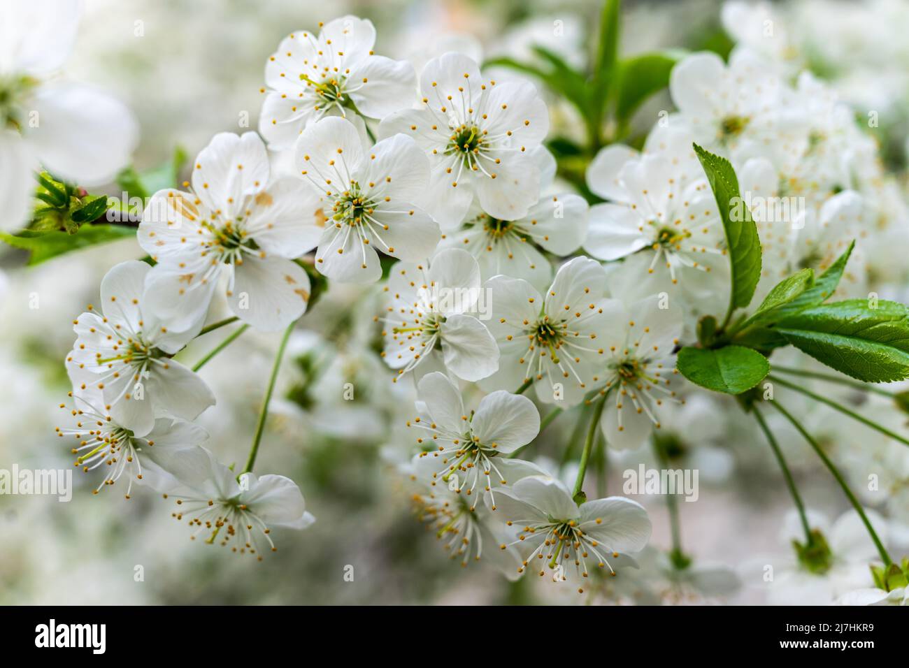Beautiful pear tree flowers hi-res stock photography and images - Alamy